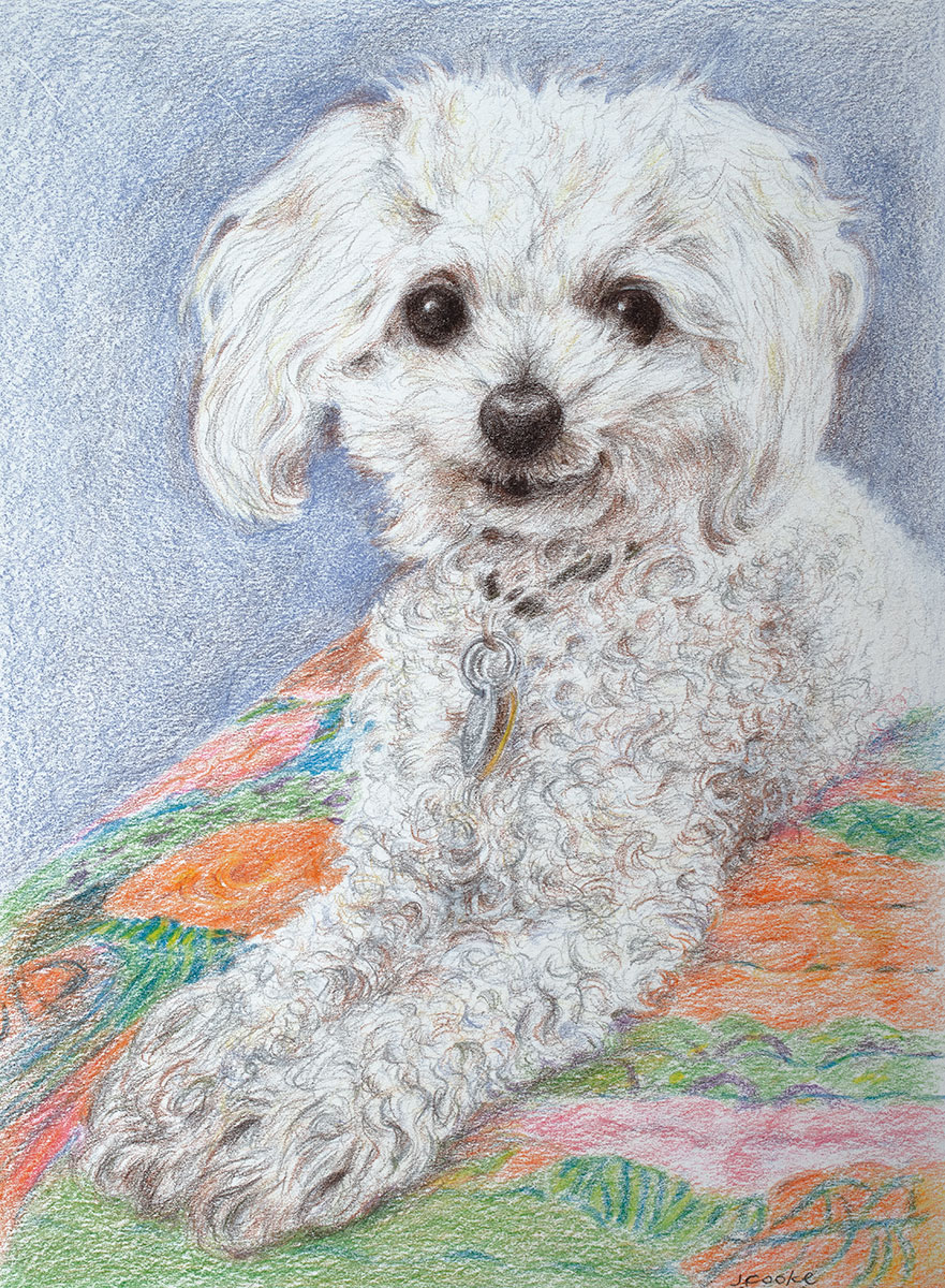 Joanne Cooke Portraits